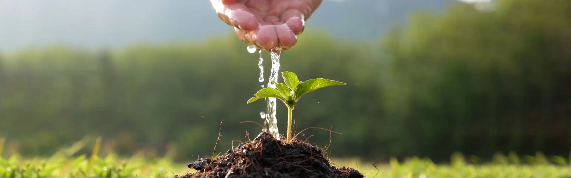 Agonis Group - Case Study | MakeMyWebsite